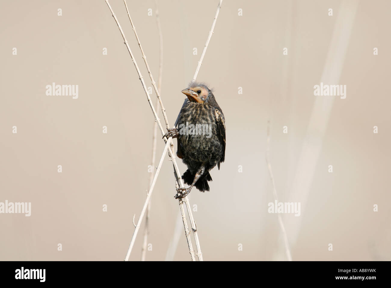 Tricolored Blackbird Fledgling Endangered Species Stock Photo - Alamy