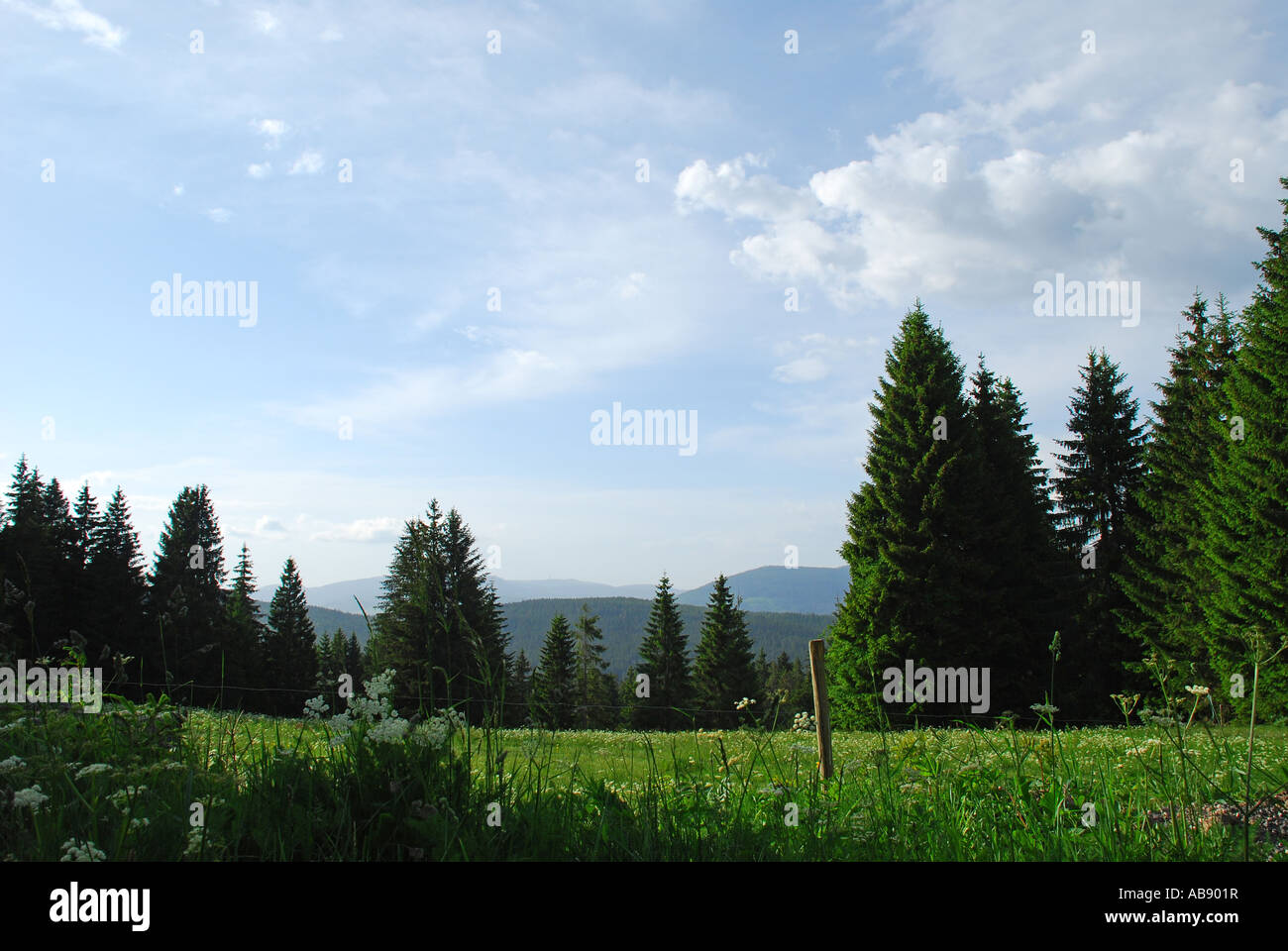 Landscape with forest Black Forest Germany Stock Photo - Alamy