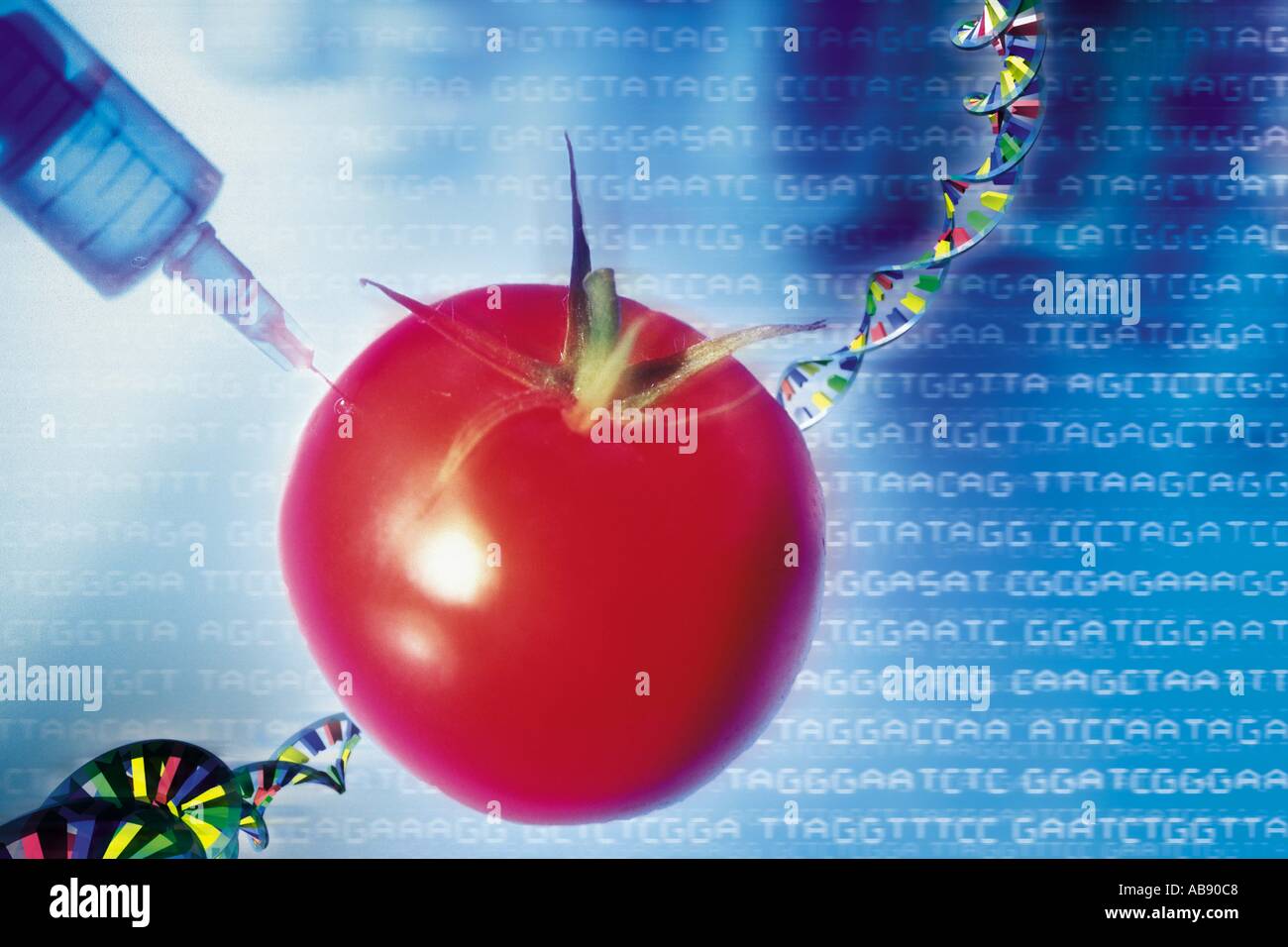 Vegetable test tomato genetic hi-res stock photography and images - Alamy