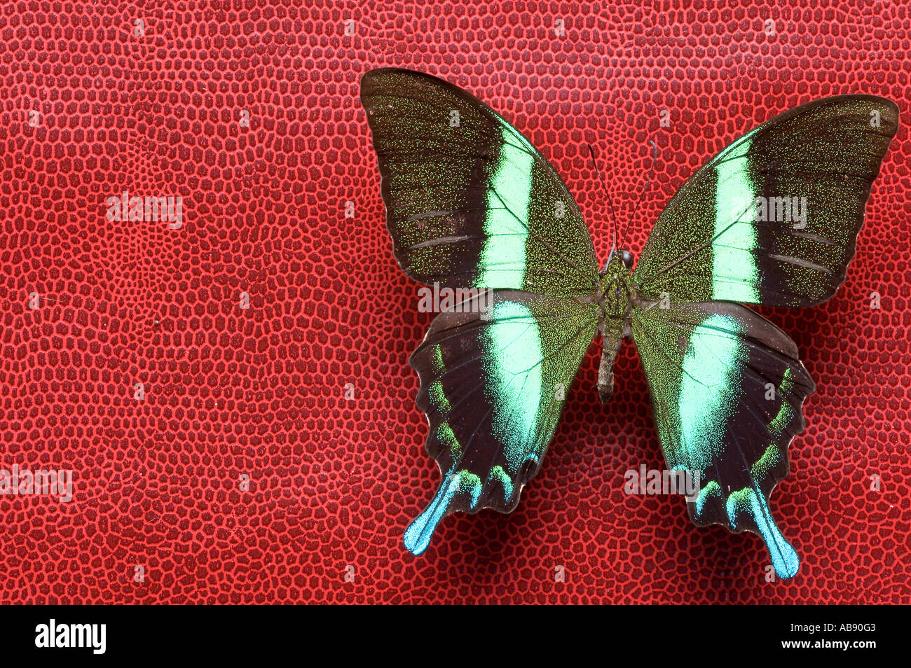 Butterly hi-res stock photography and images - Alamy