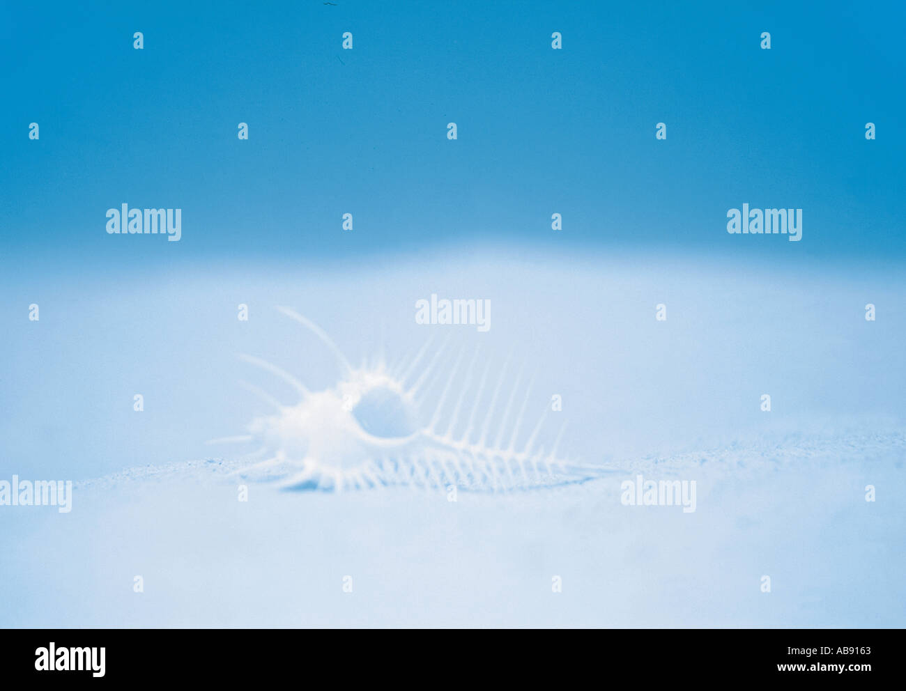 Seashell seabed hi-res stock photography and images - Alamy