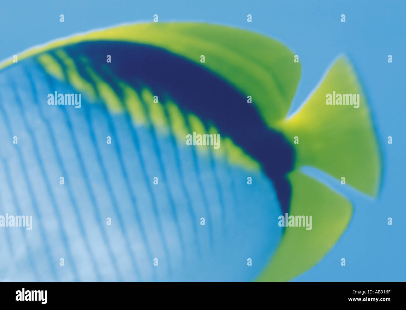 Lor of fish hi-res stock photography and images - Alamy