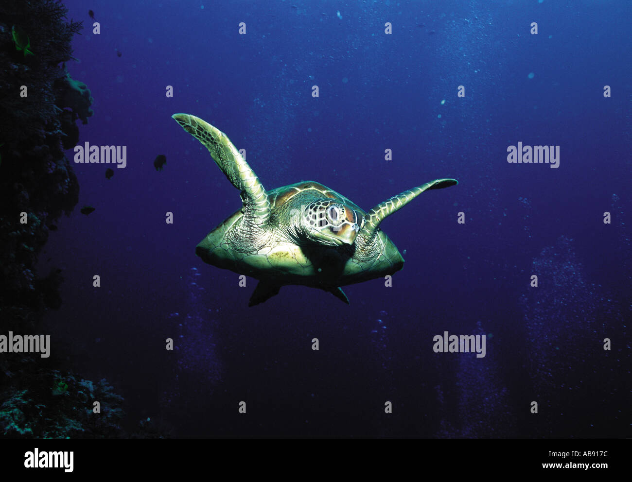 Turtle grace hi-res stock photography and images - Alamy