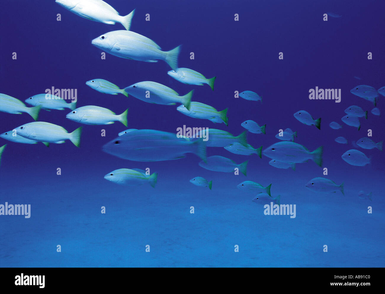 School of fish Stock Photo - Alamy