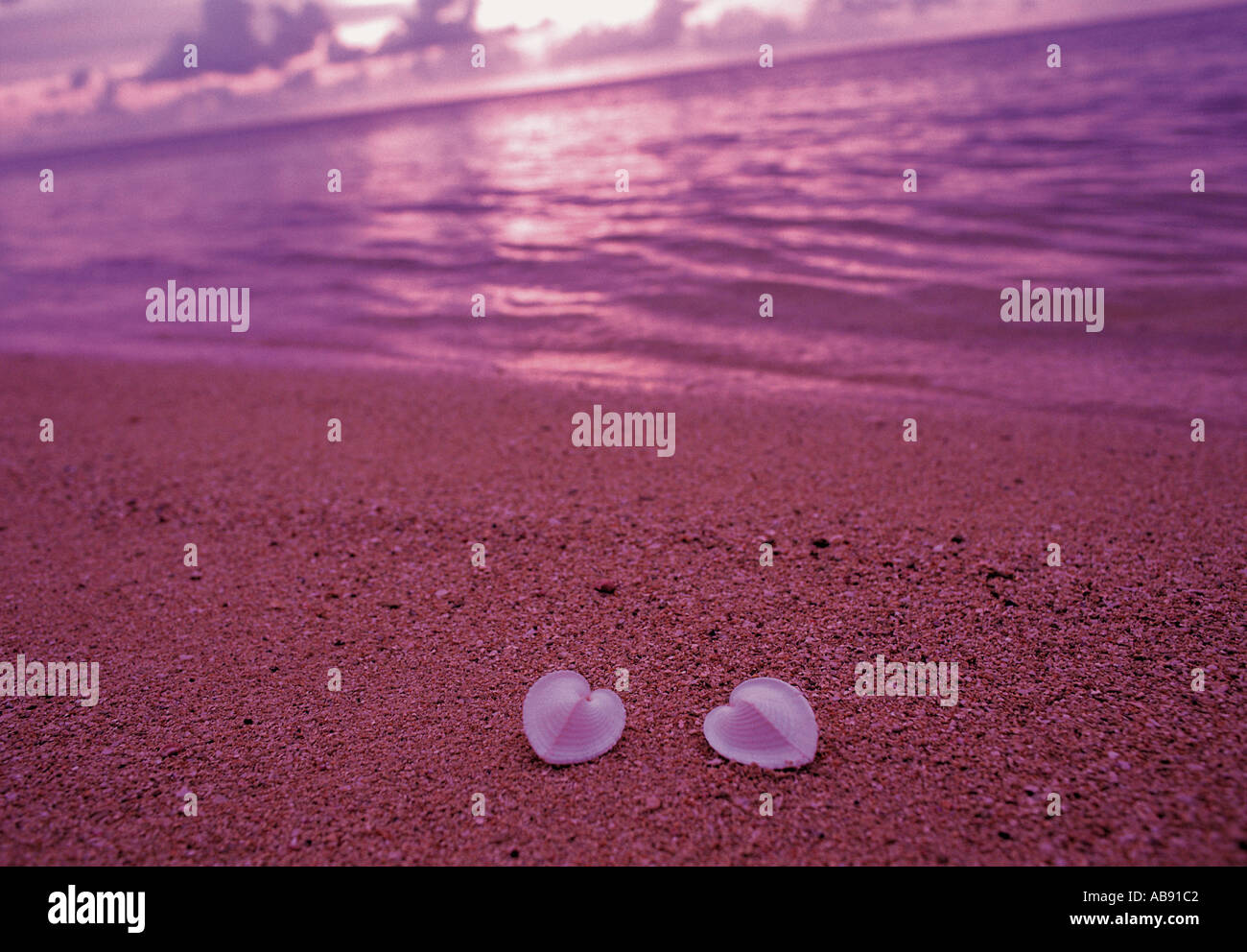 Shells on beach Stock Photo - Alamy