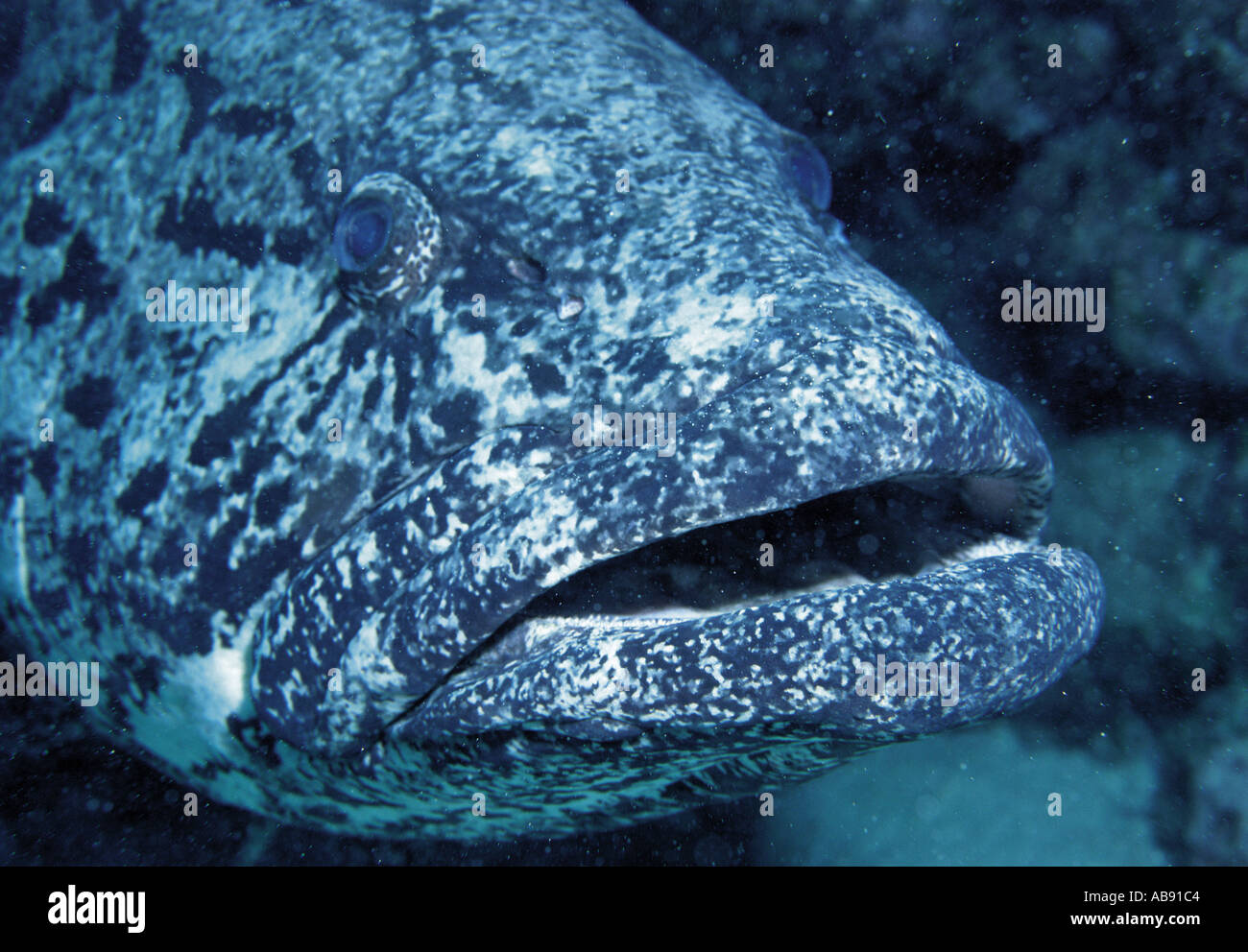 Underwater potato cod hi-res stock photography and images - Alamy