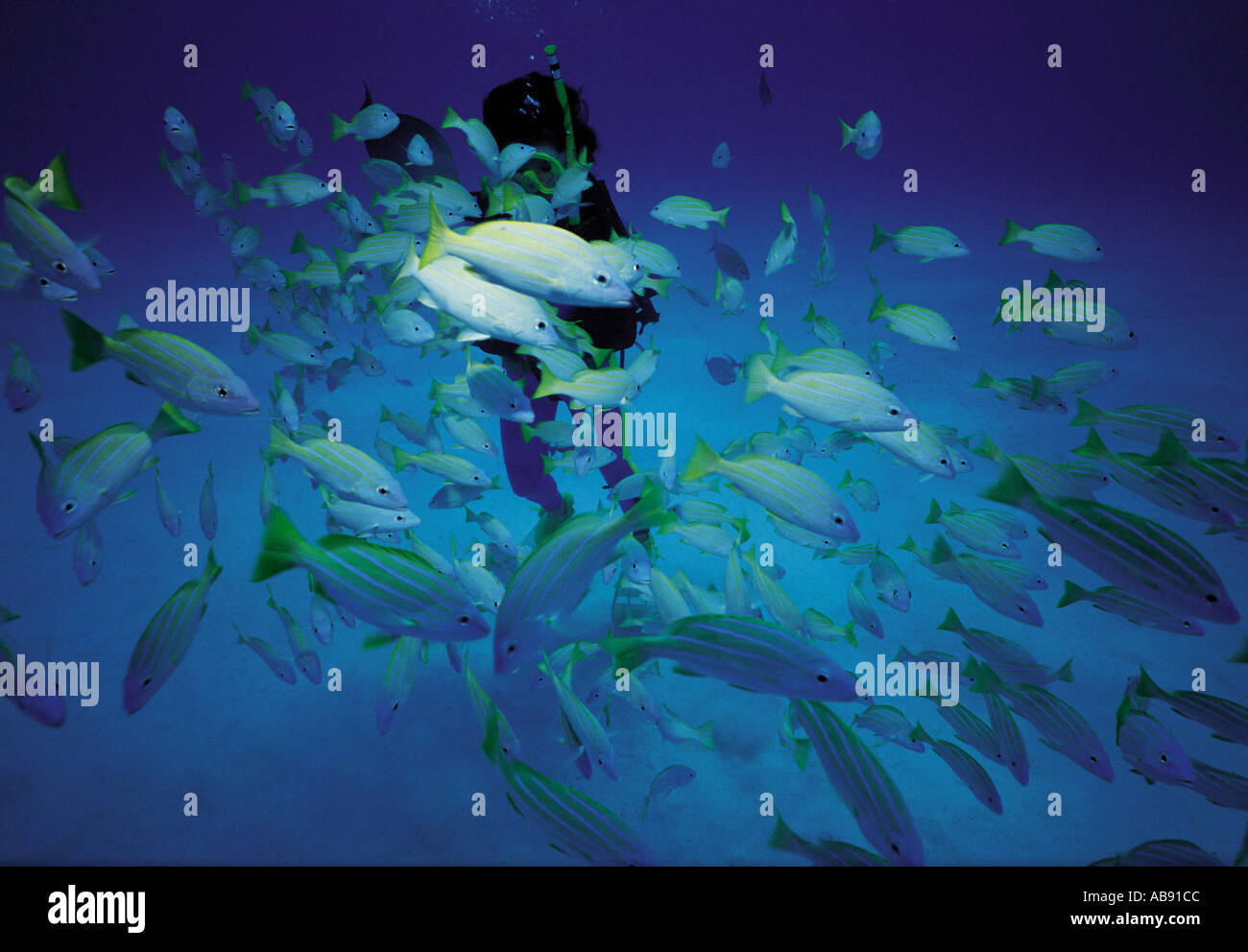 Diver with fish hi-res stock photography and images - Alamy