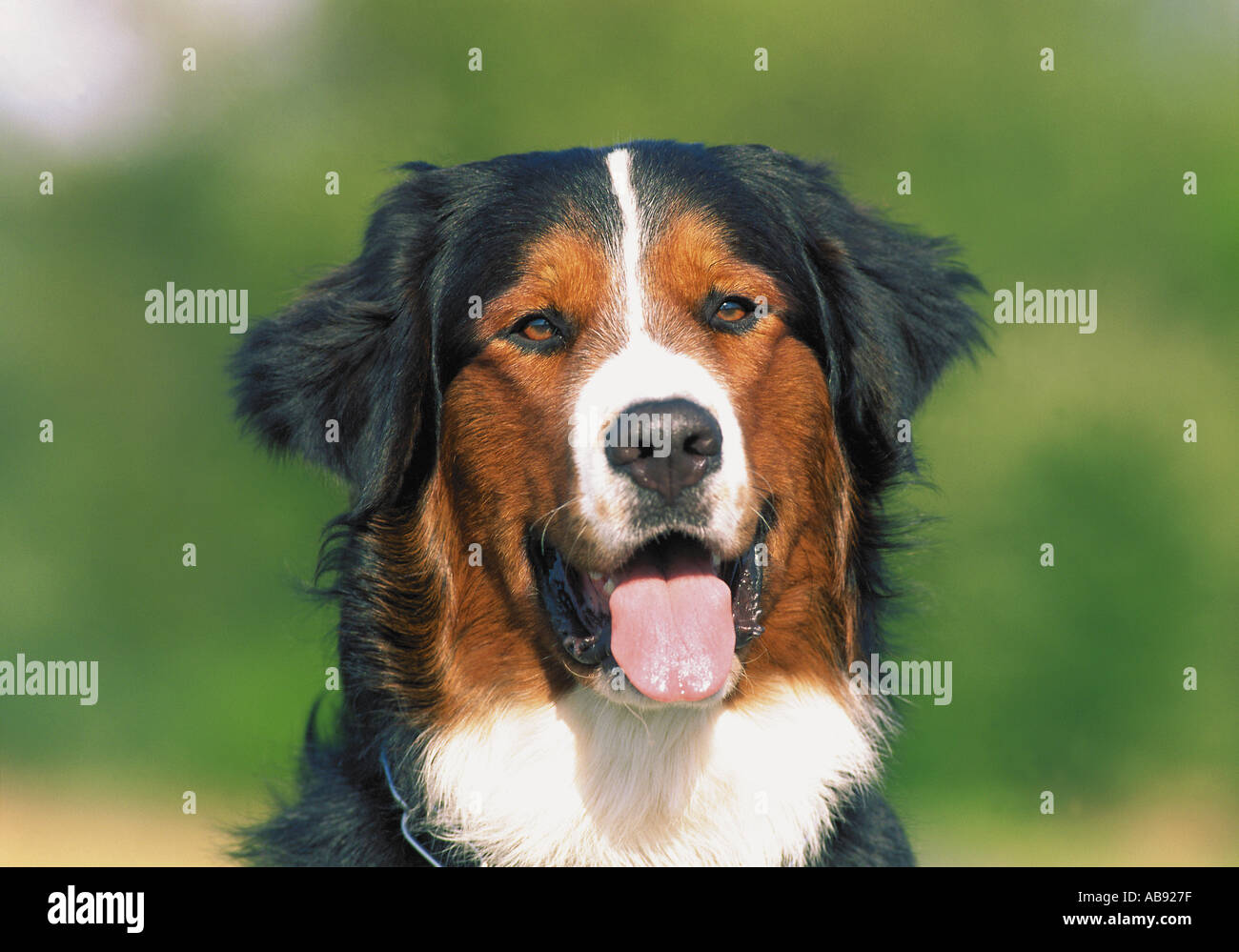 Mixed breed dog Stock Photo - Alamy