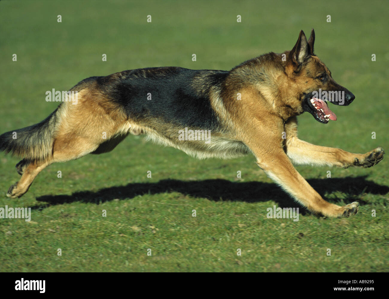 Alsatian Dog High Resolution Stock Photography and Images - Alamy