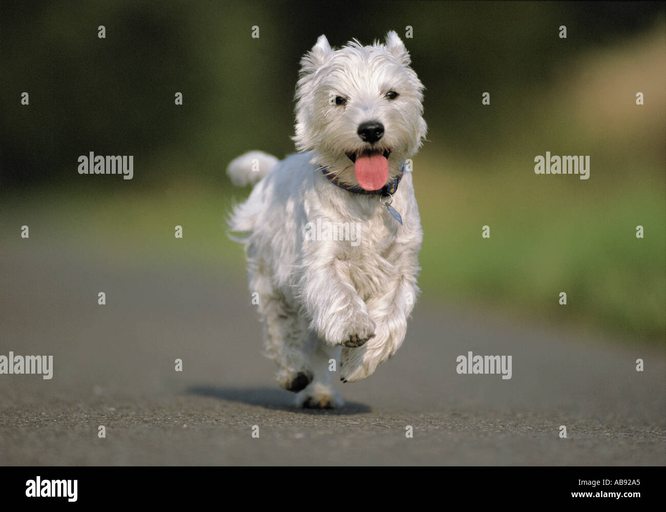 Running with her dog hi-res stock photography and images - Alamy