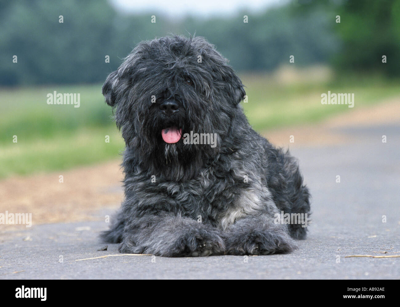 Bouvier High Resolution Stock Photography and Images - Alamy