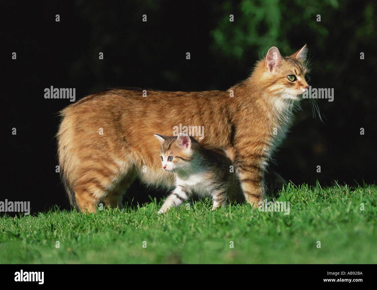 Cats stands hi-res stock photography and images - Alamy