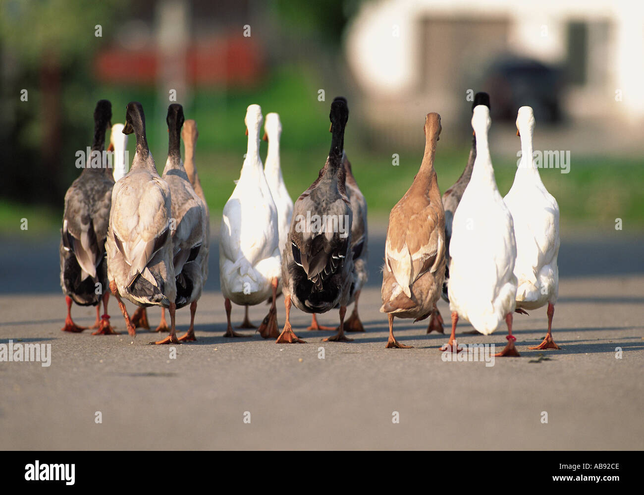 Large group geese gaggle hi-res stock photography and images - Alamy