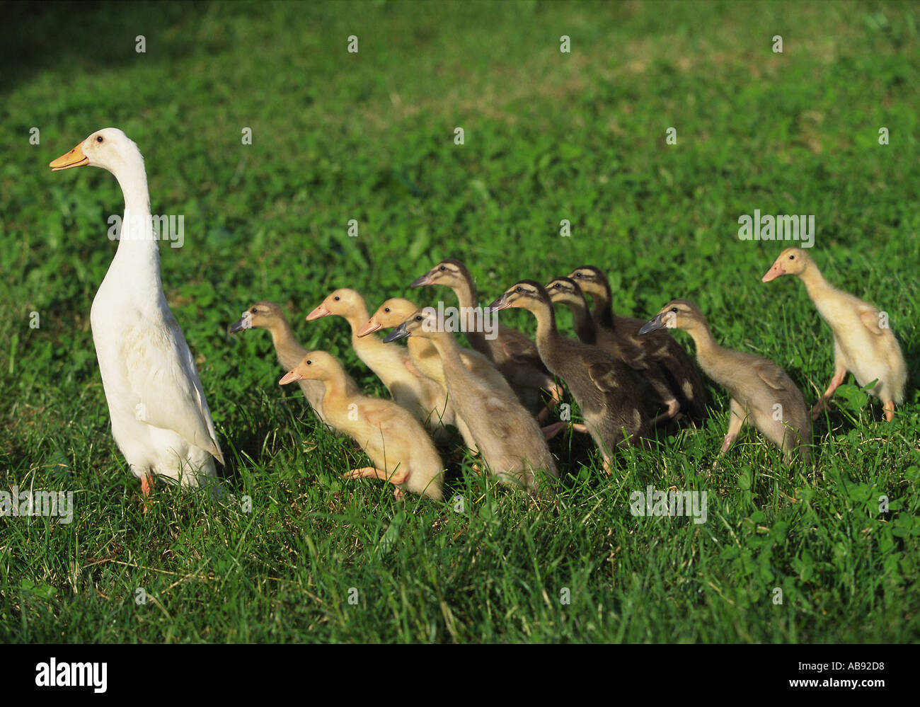 Duck and ducklings walking hi-res stock photography and images - Alamy