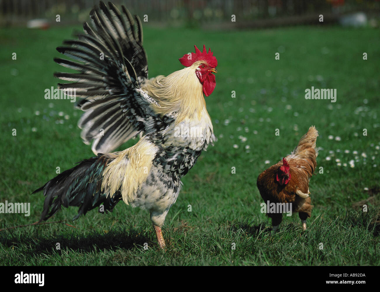 Group rooster hi-res stock photography and images - Alamy