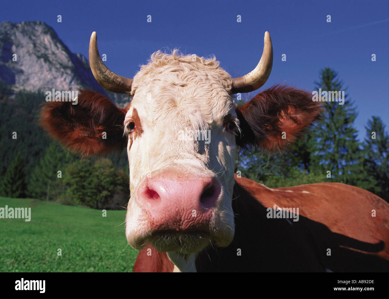 Cow anatomy hi-res stock photography and images - Alamy