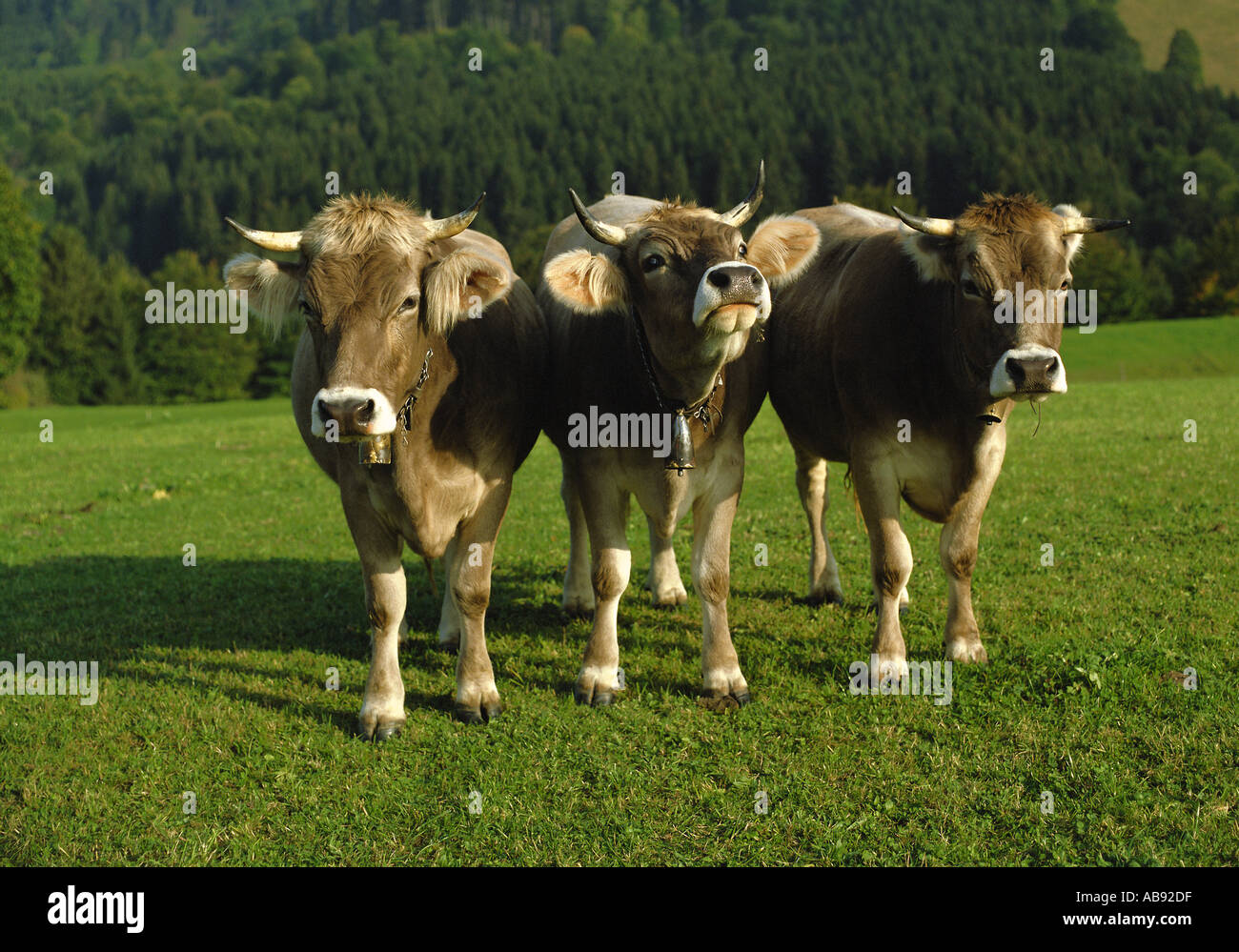 Three cows stands hi-res stock photography and images - Alamy