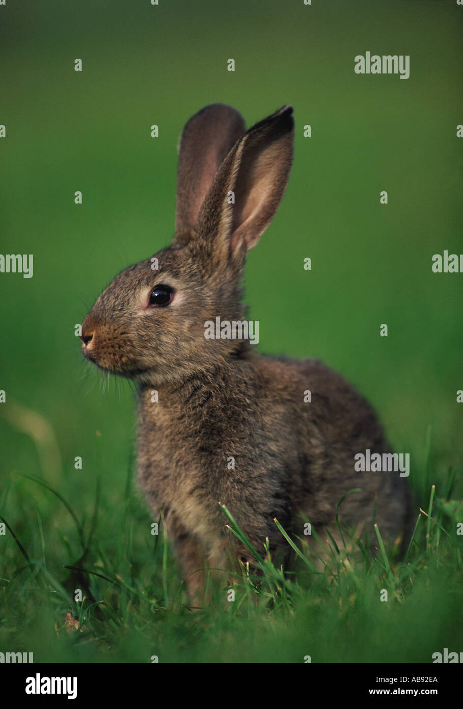 Rabbit anatomy hi-res stock photography and images - Alamy