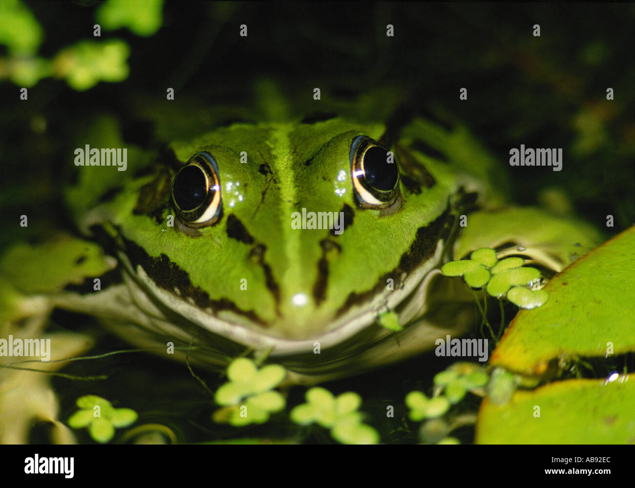 Frog eye anatomy hi-res stock photography and images - Alamy