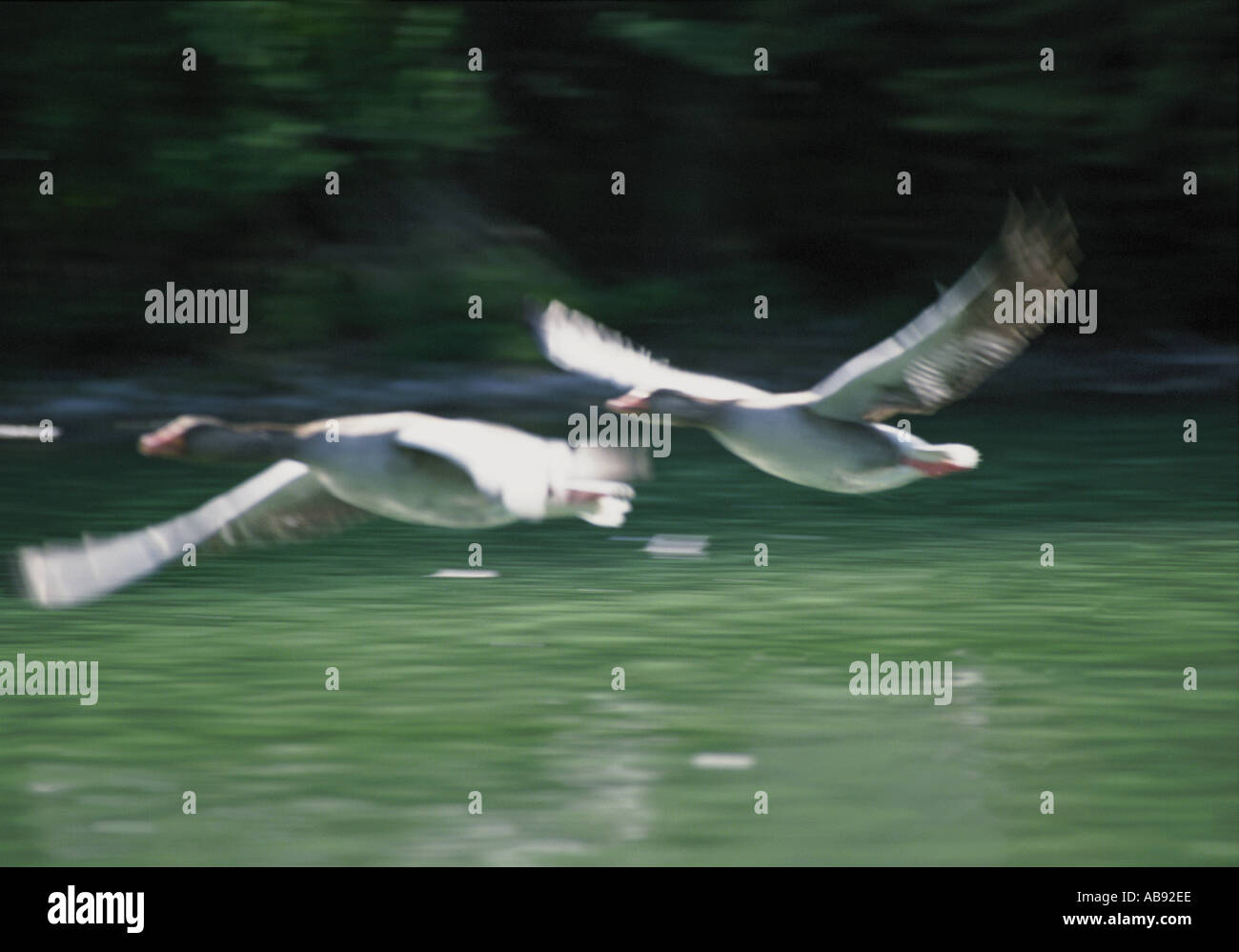 Small group of ducks flying hi-res stock photography and images - Alamy