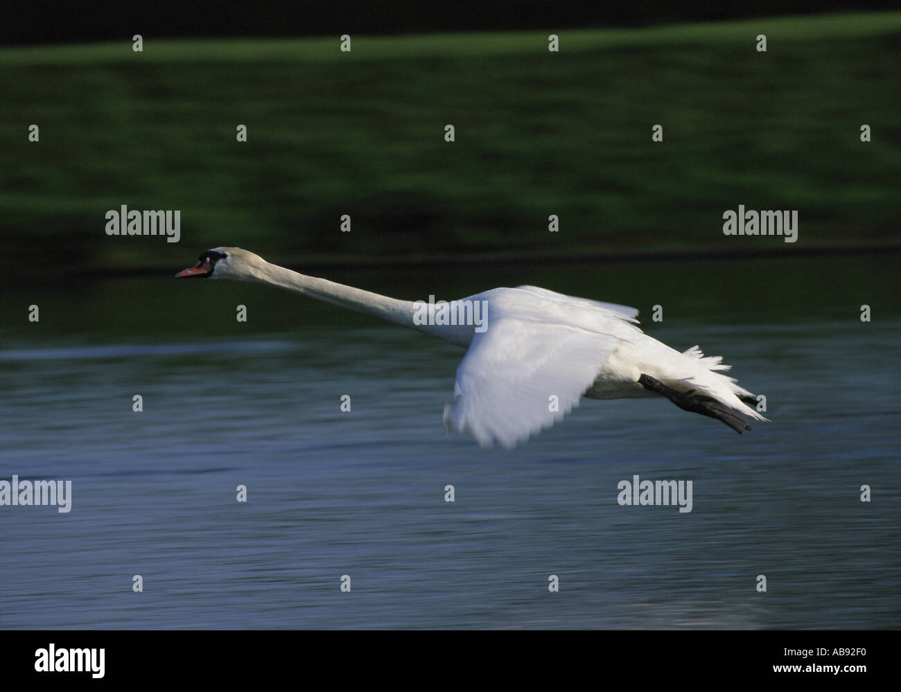 Swan moving hi-res stock photography and images - Alamy