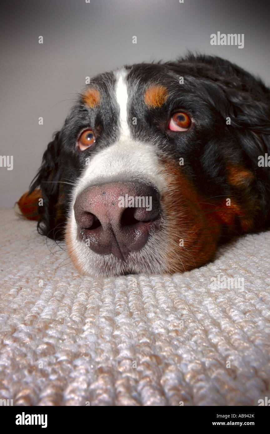 Dog eyes naughty hi-res stock photography and images - Alamy