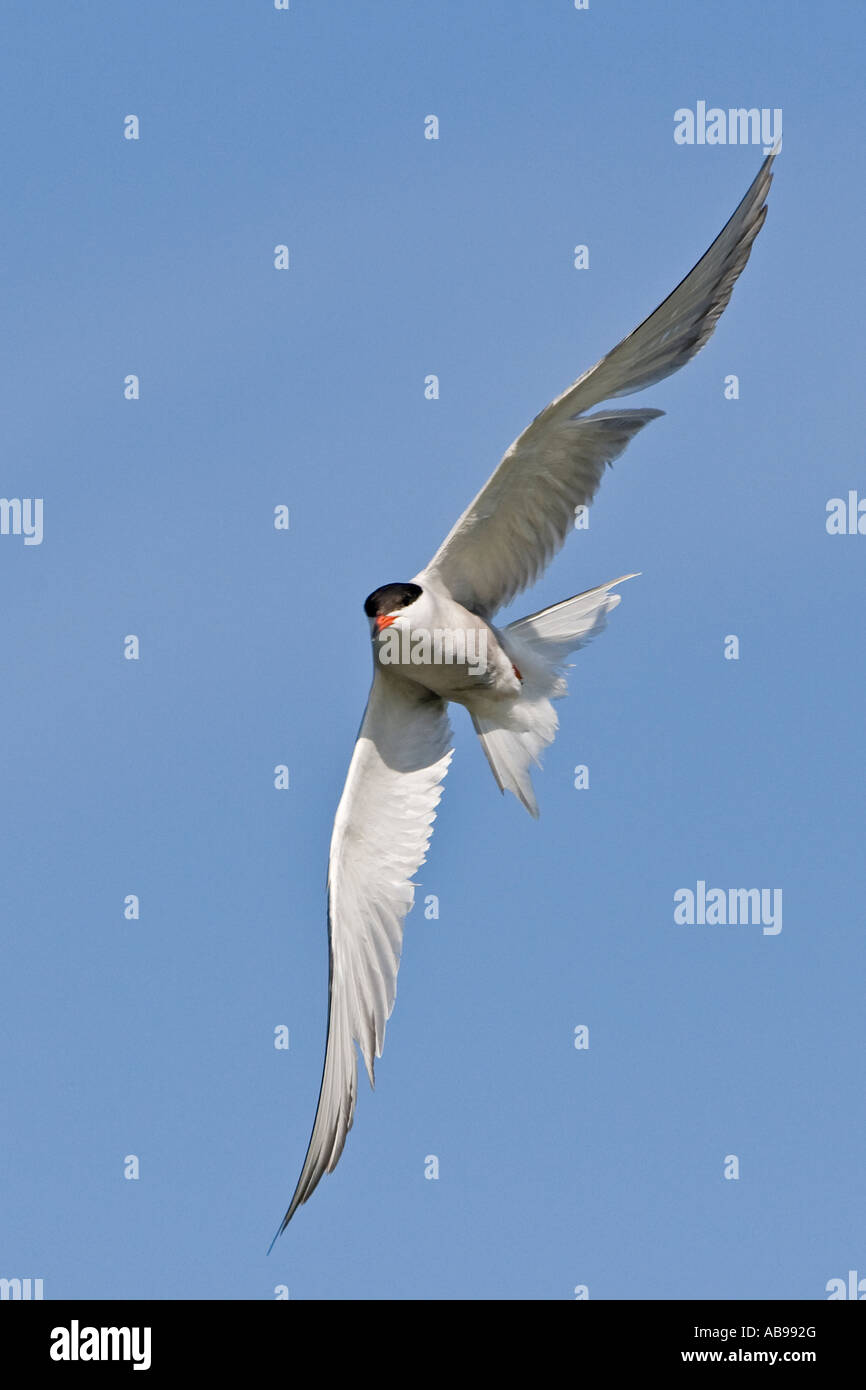 Common Tern Sterna hirundo in flight wings out with blue sky background ...