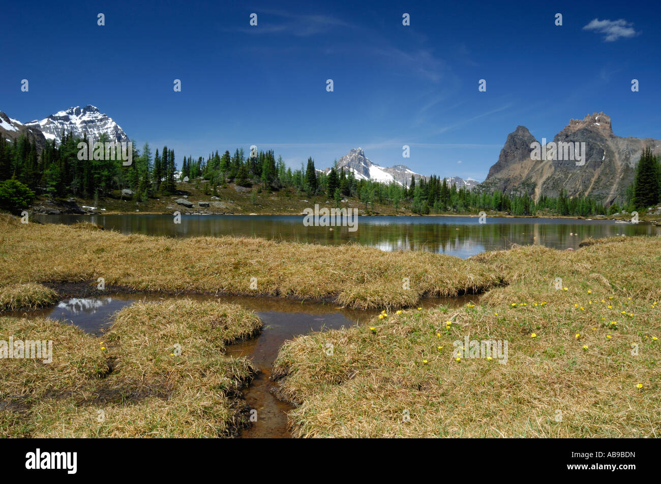 Opabin Plateau Lake O Hara Yoho National Park British Columbia Canada ...