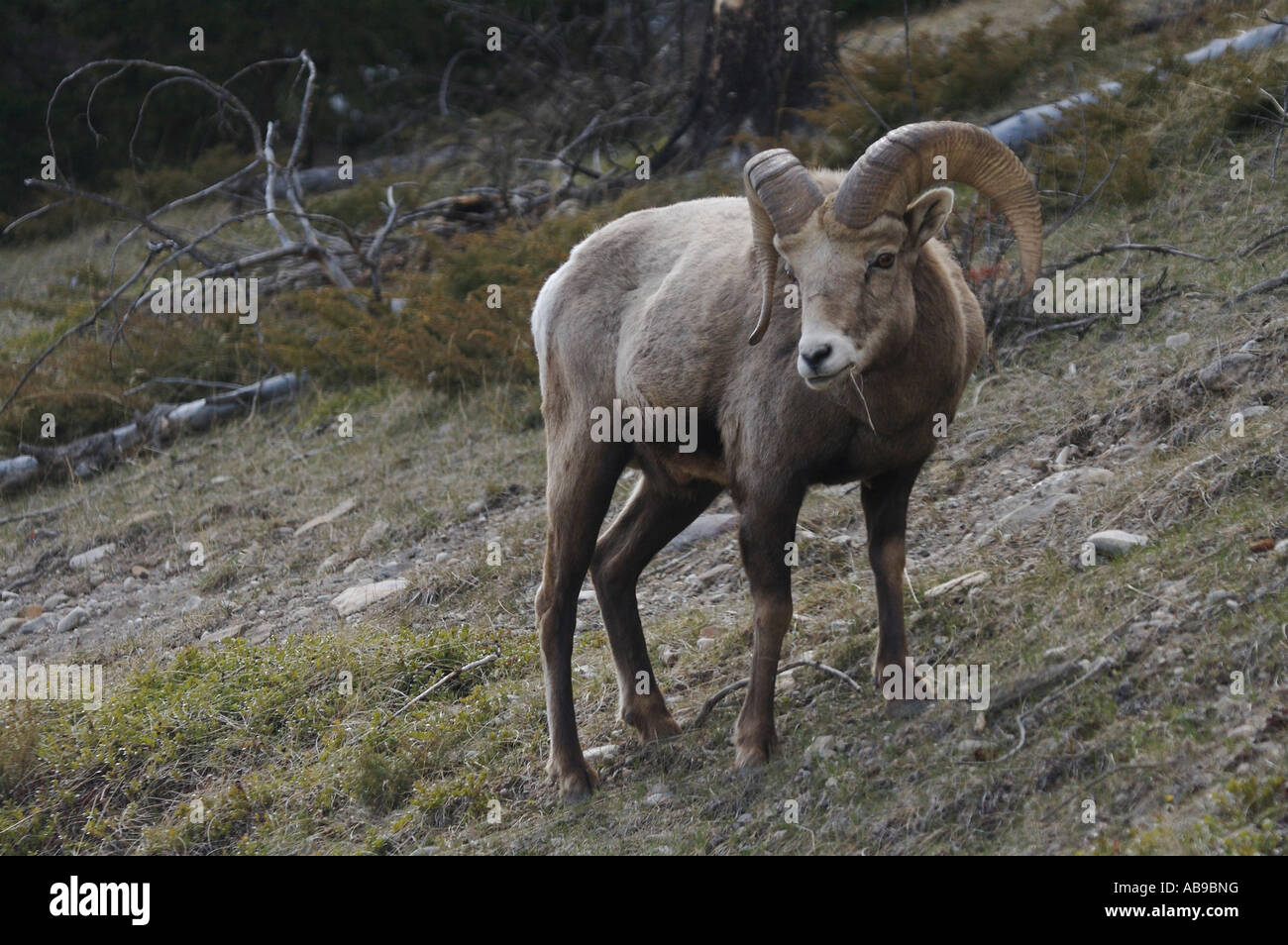 Wildlife Portrait: Mountain Sheep/BigHorn Stock Photo - Alamy
