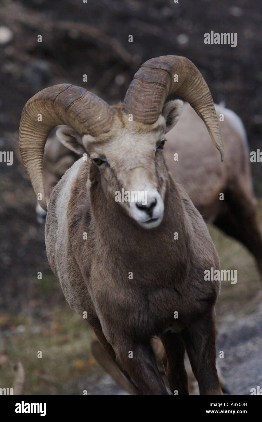 Wildlife Portrait: Mountain Sheep/BigHorn Stock Photo - Alamy