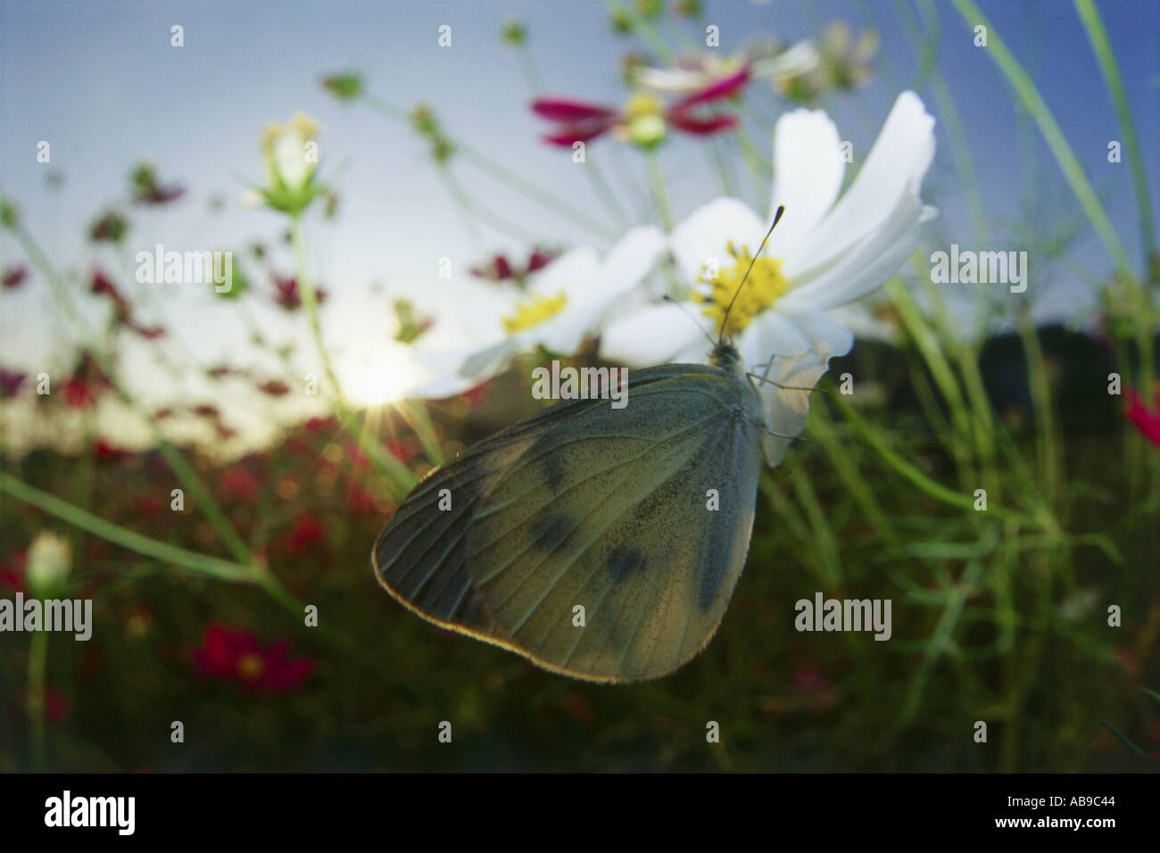 Marvelous World Insect Butterfly Stock Photo - Alamy