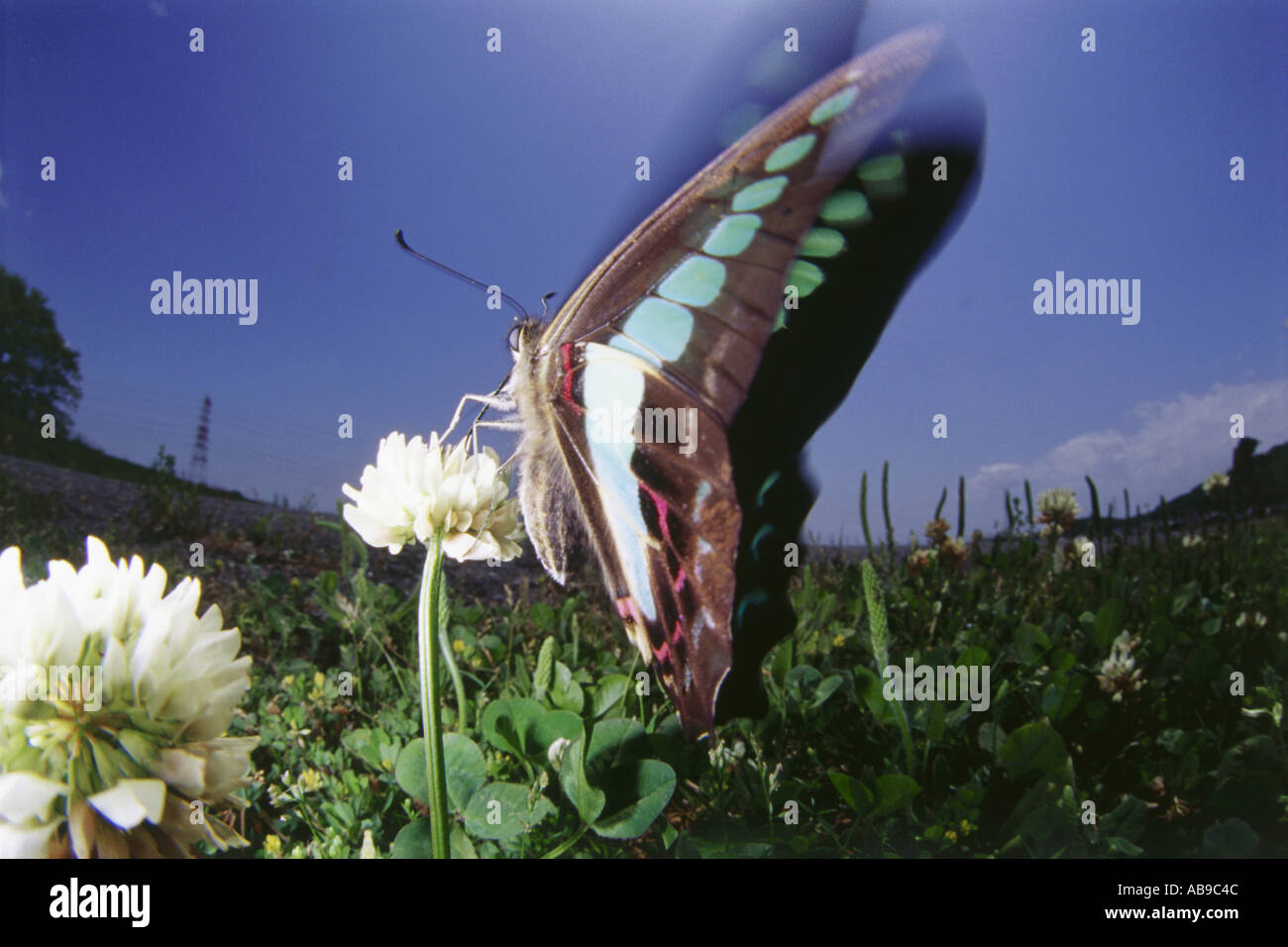 Marvelous world insect butterfly hi-res stock photography and images ...