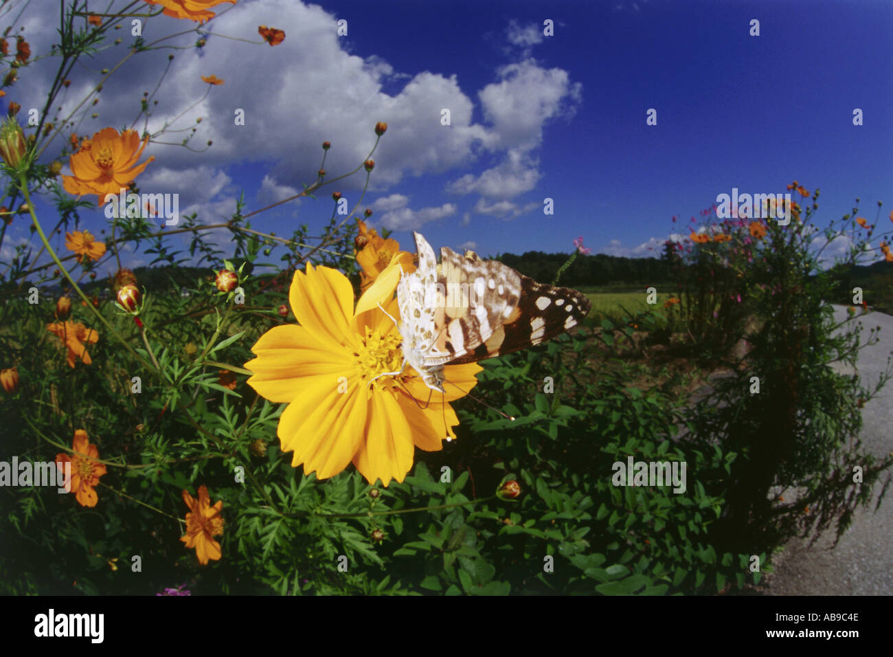 Marvelous World Insect Butterfly Stock Photo - Alamy