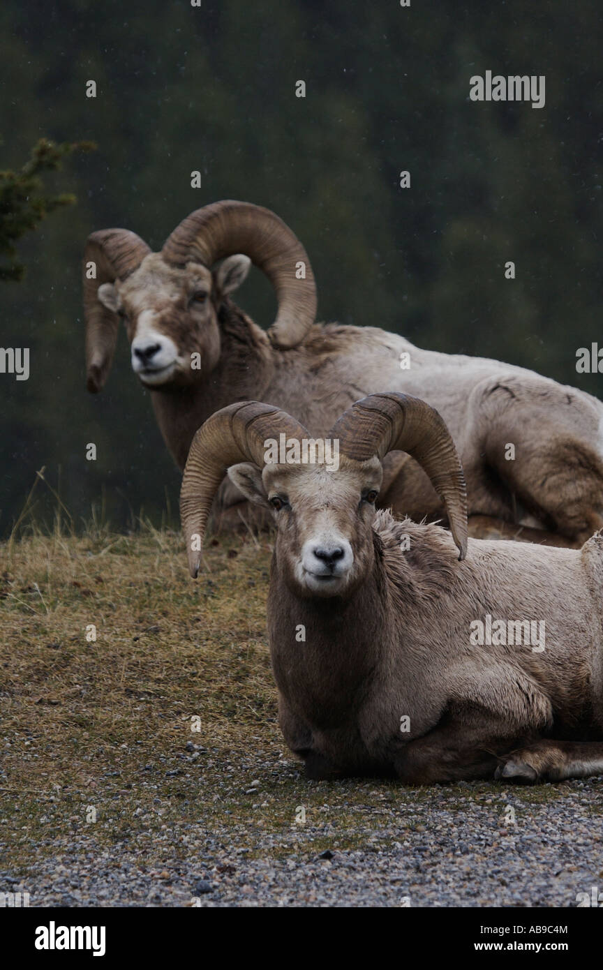 Wildlife Portrait: Mountain Sheep/BigHorn Stock Photo - Alamy