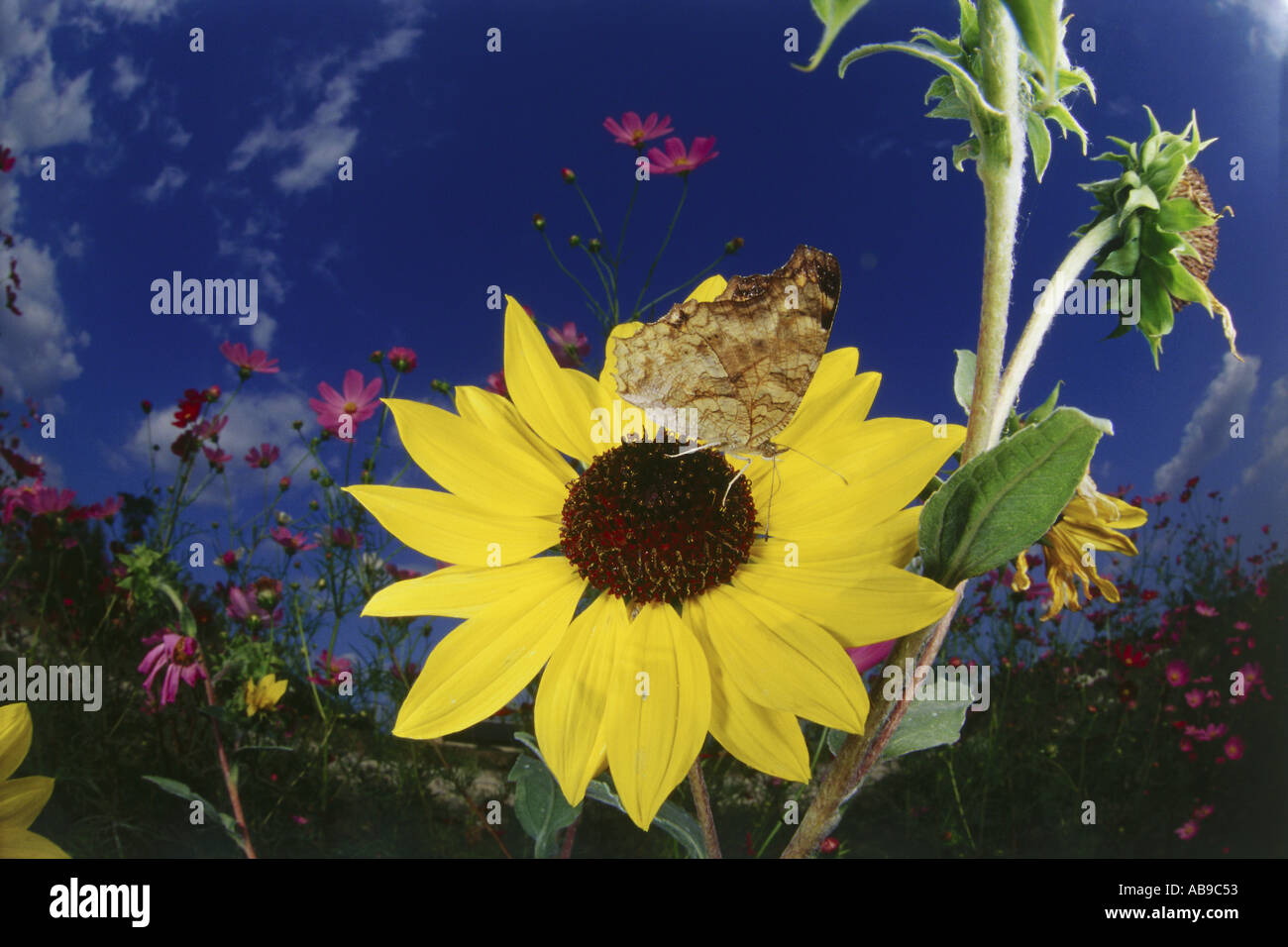 Marvelous World Insect Butterfly Stock Photo - Alamy