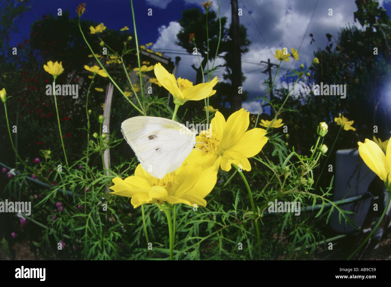 Marvelous World Insect Butterfly Stock Photo - Alamy