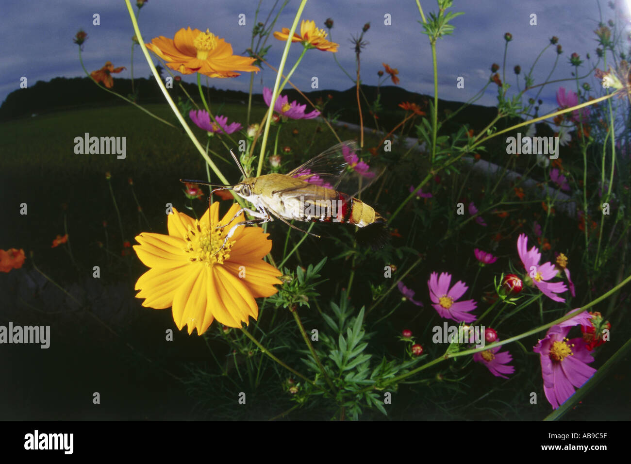 Marvelous World Insect Butterfly Stock Photo - Alamy