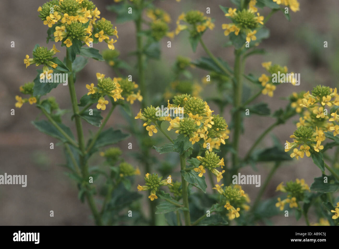 winter-cress, common wintercress, garden yellow rocket (Barbarea ...