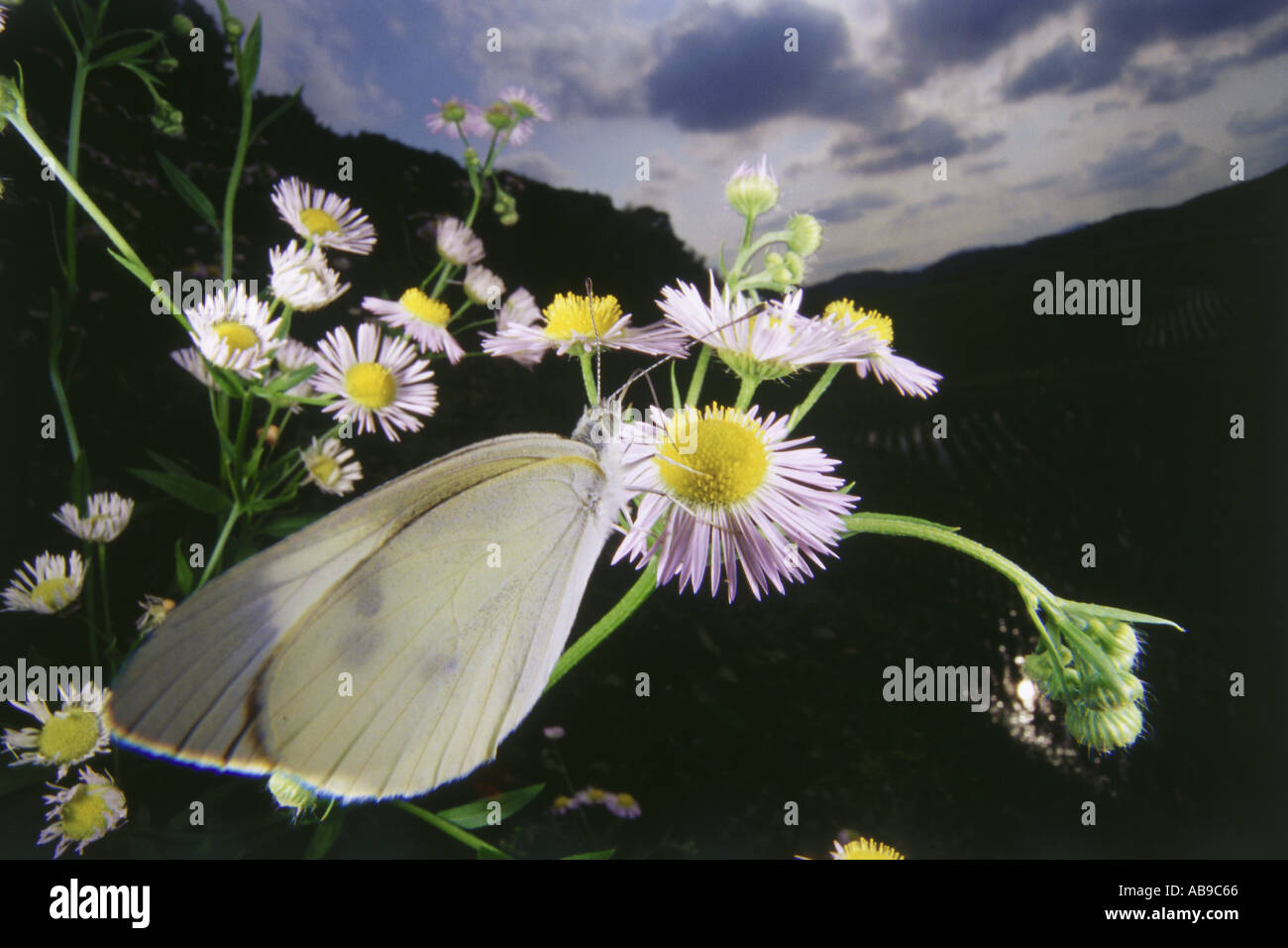 Marvelous World Insect Butterfly Stock Photo - Alamy