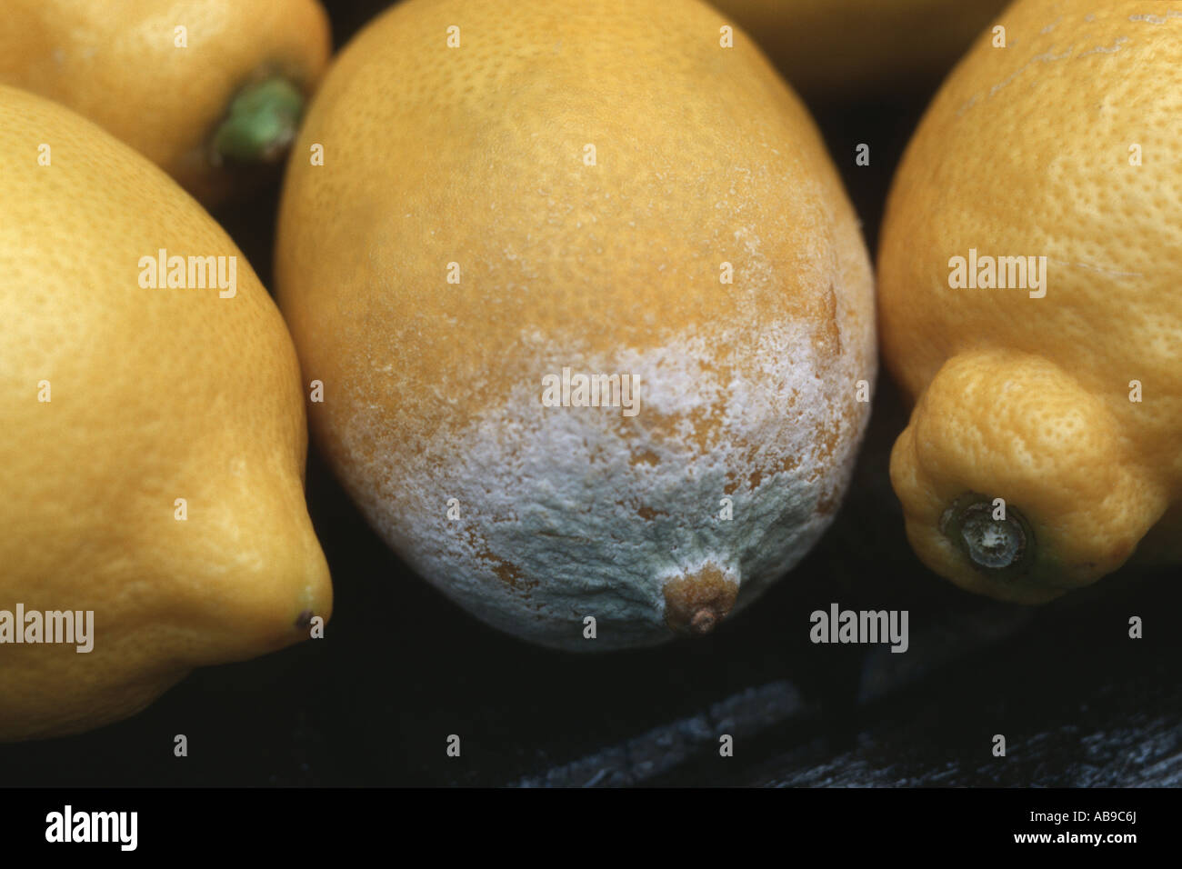 Lemon tree disease hi-res stock photography and images - Alamy