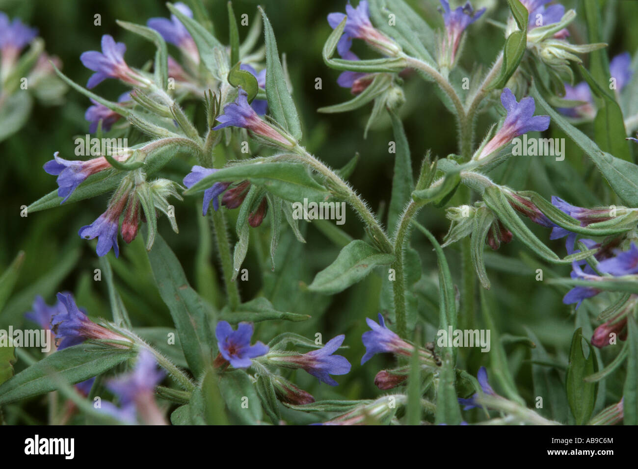 Gromwell herb hi-res stock photography and images - Alamy