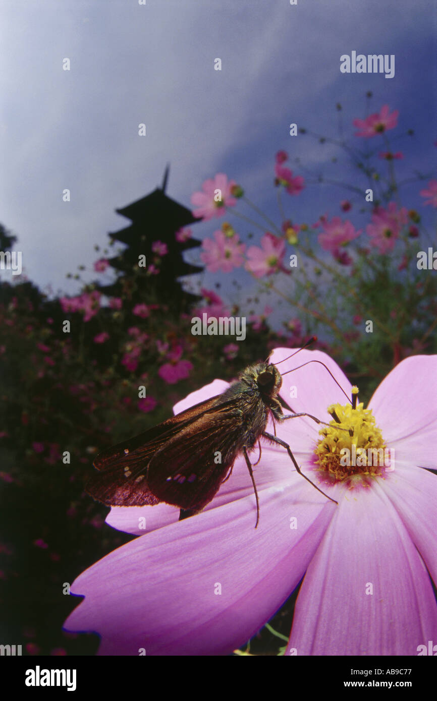 Insect Tower High Resolution Stock Photography and Images - Alamy