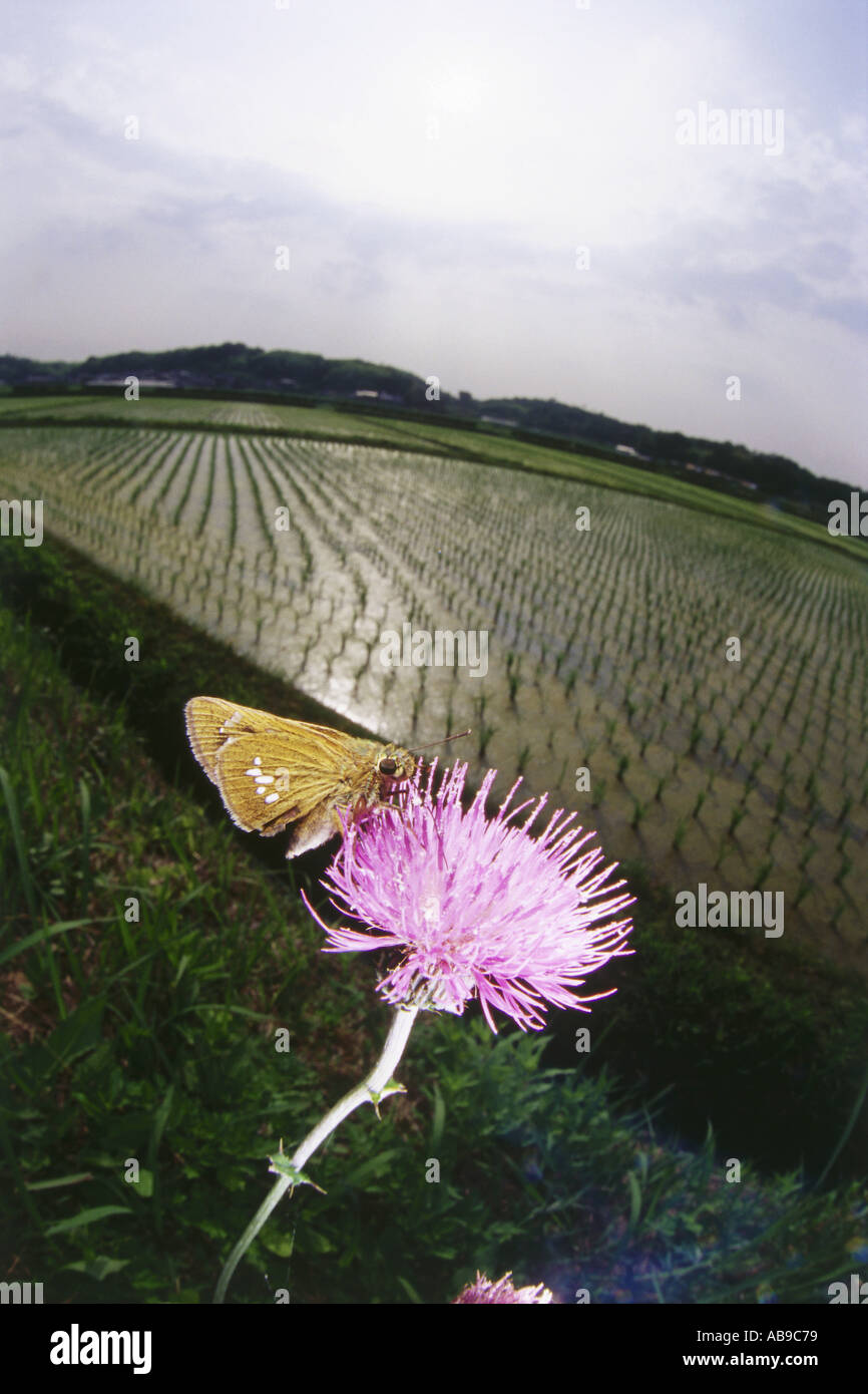 Marvelous World Insect Butterfly Stock Photo - Alamy