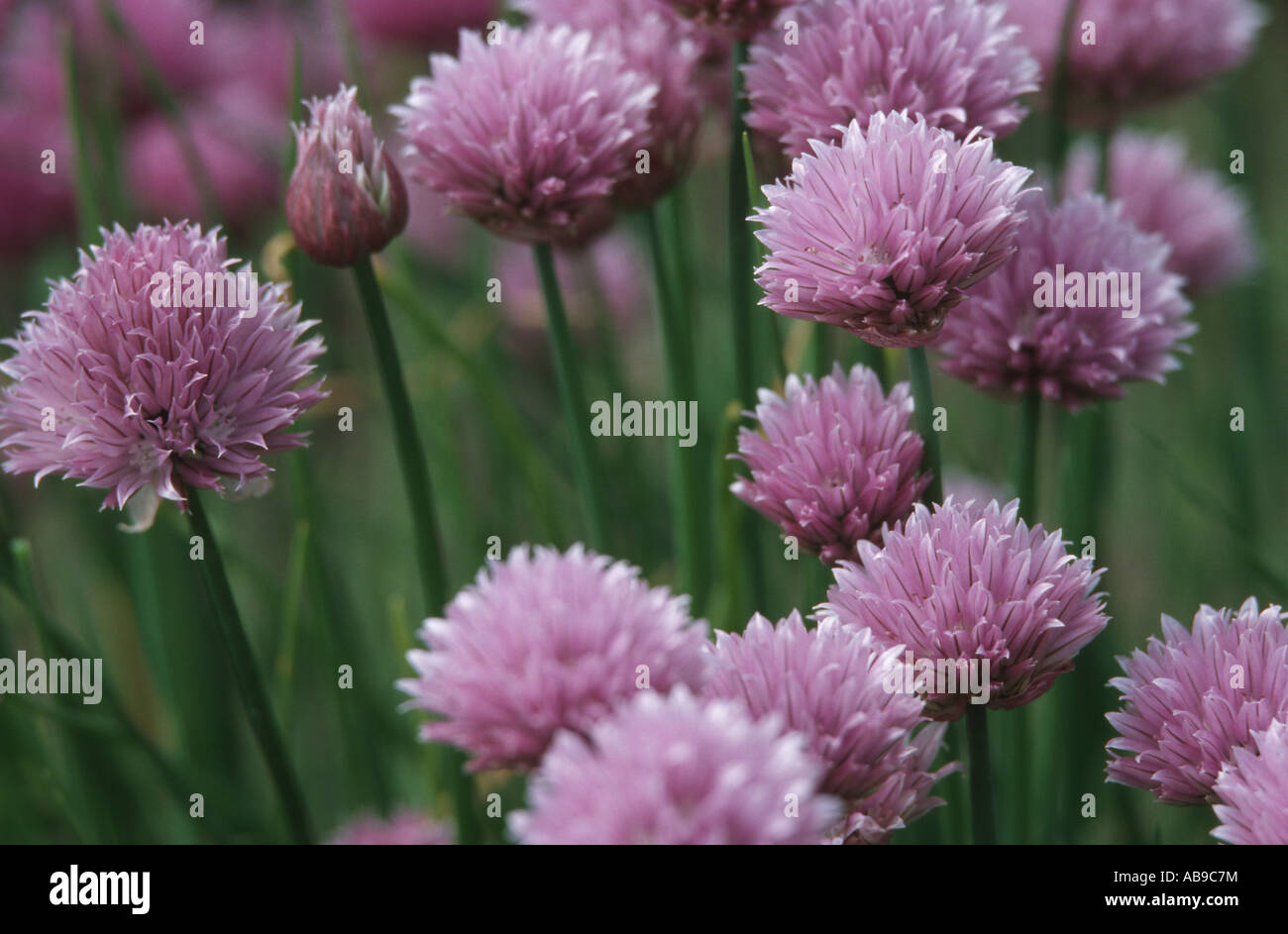 chives, sand leek (Allium schoenoprasum), blooming Stock Photo - Alamy