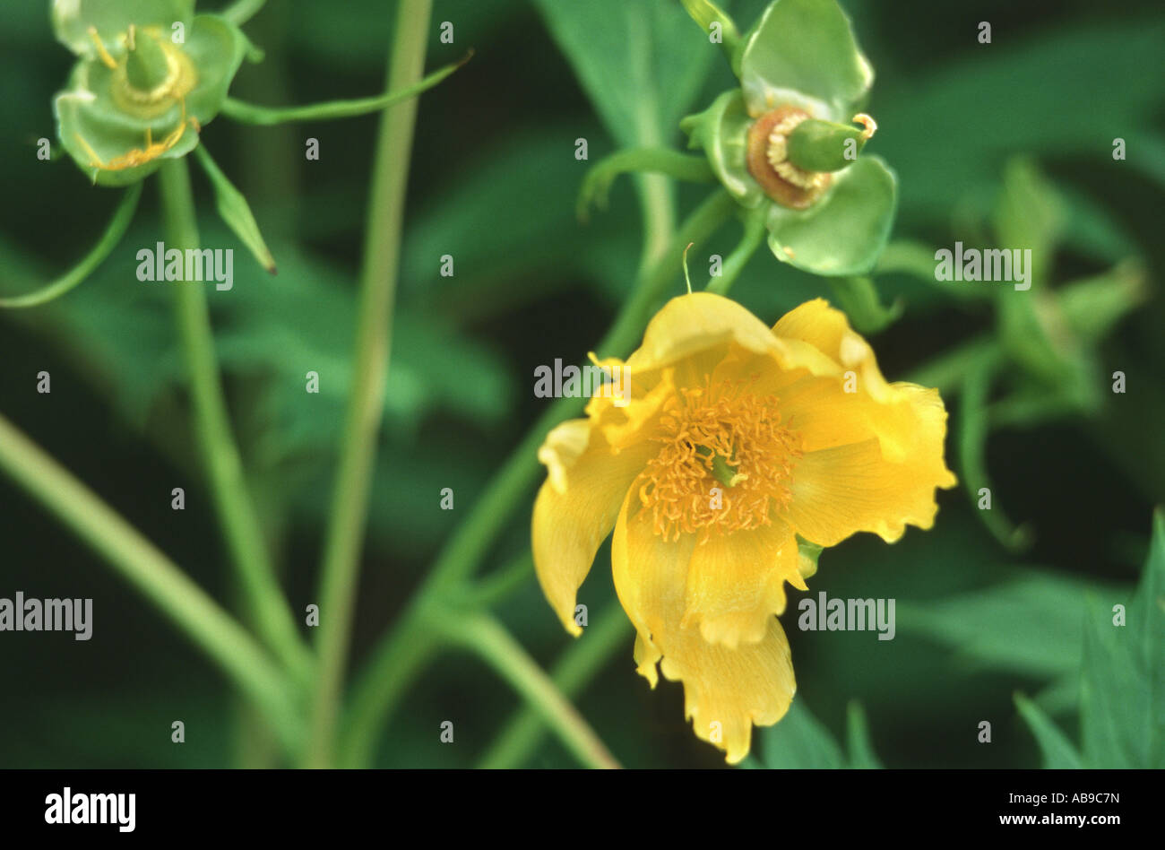 Yellow flower shrubs hi-res stock photography and images - Alamy