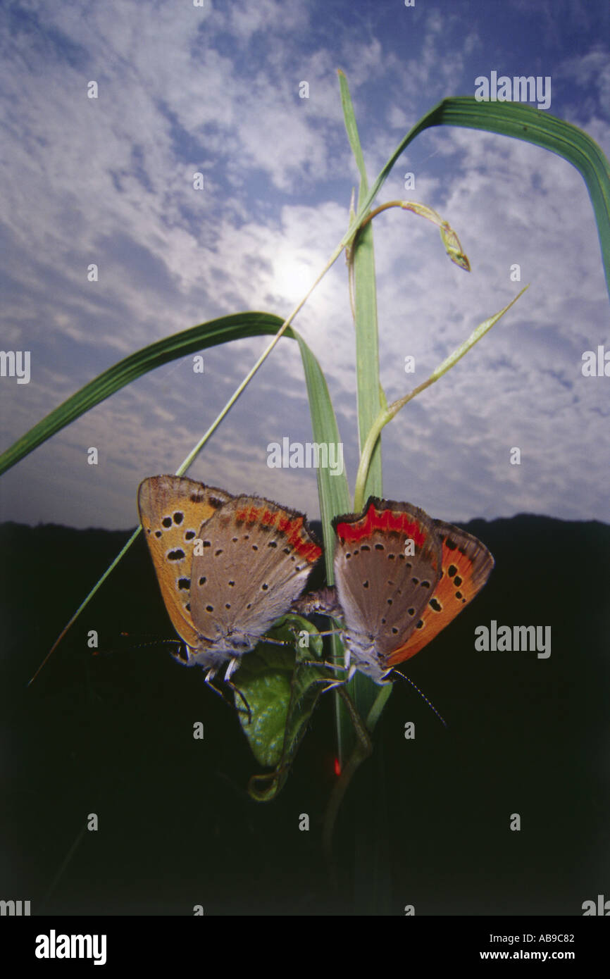 Marvelous World Insect Butterfly Stock Photo - Alamy