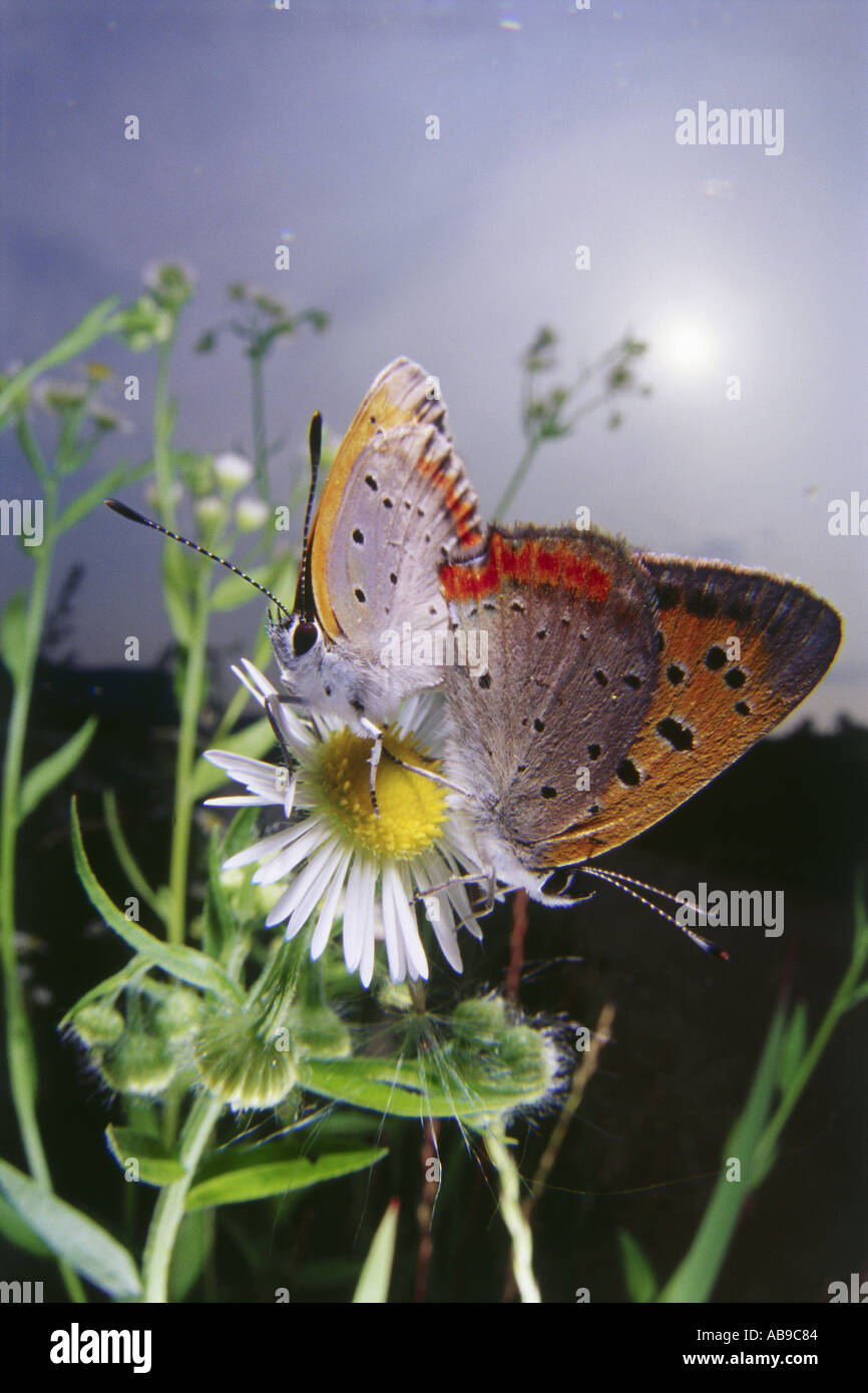 Marvelous World Insect Butterfly Stock Photo - Alamy