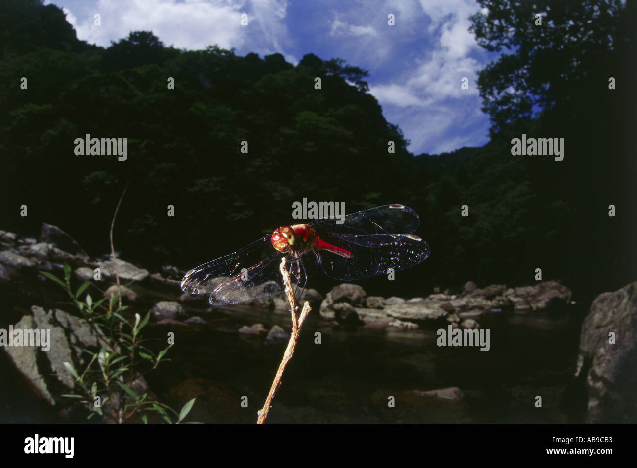 Marvelous World Insect Dragonfly Stock Photo - Alamy