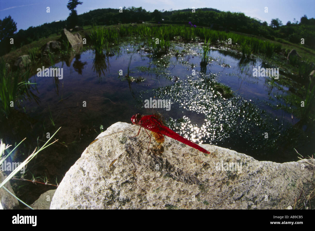 Marvelous World Insect Dragonfly Stock Photo - Alamy