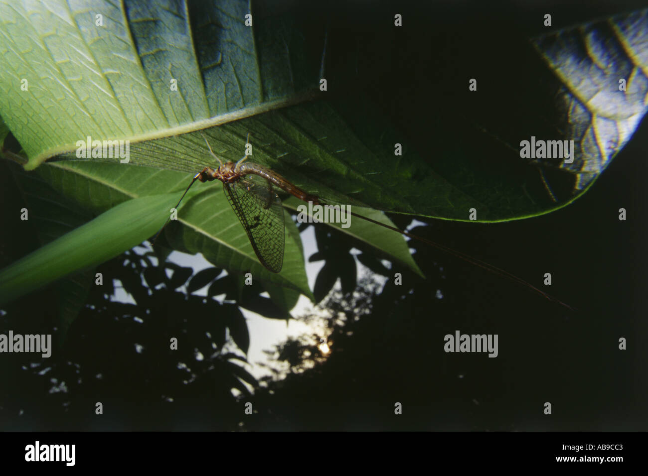 Marvelous World Insect Dragonfly Stock Photo - Alamy